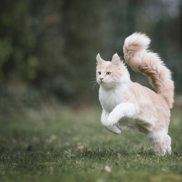 21 Blonde Cat Breeds (With Photos) | ThatCatBlog