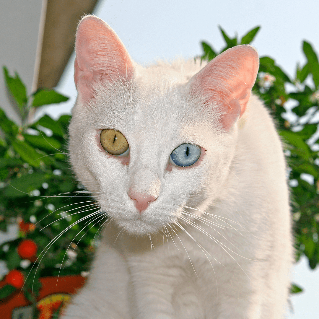 21 Blonde Cat Breeds (With Photos) | ThatCatBlog