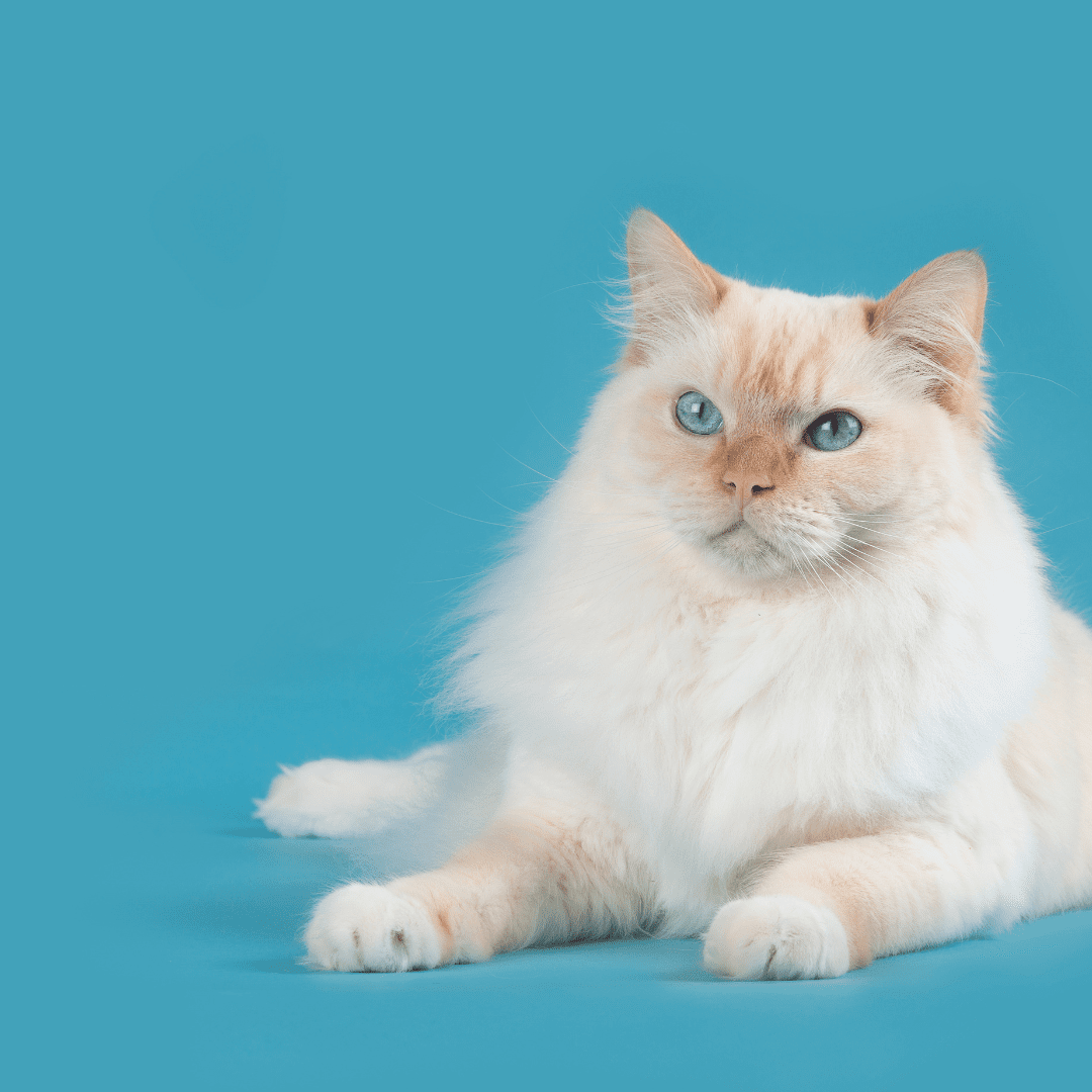 Cream Colored Cat Breeds | ThatCatBlog